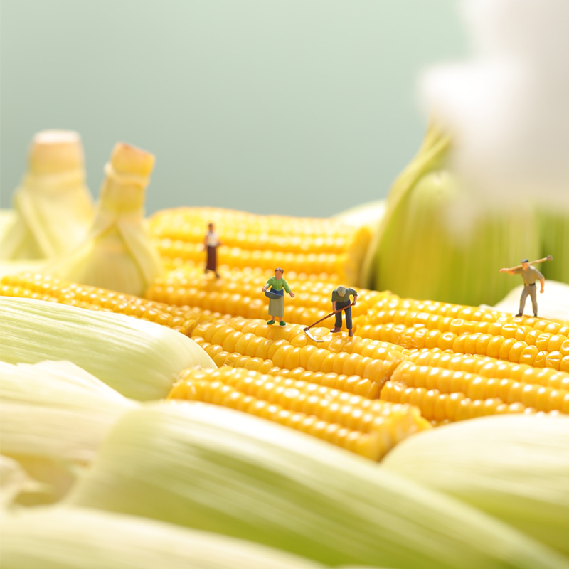Single Packed Yellow Waxy Corn On The Cob manufacturer, company | Jilin ...
