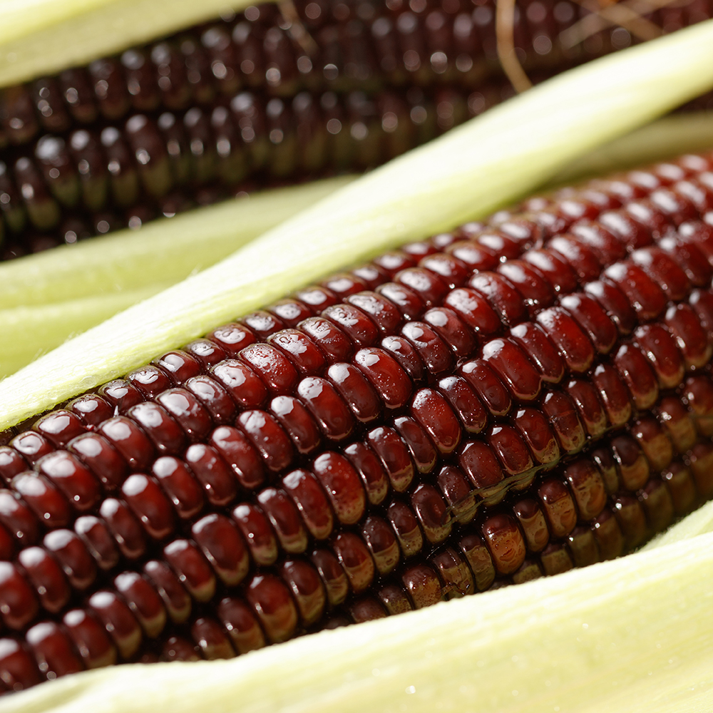 Single Packed Purple(Black) Waxy Corn On The Cob manufacturer, company ...