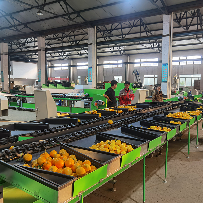 Fruit Washing Waxing And Sorting Machine manufacturer, company ...