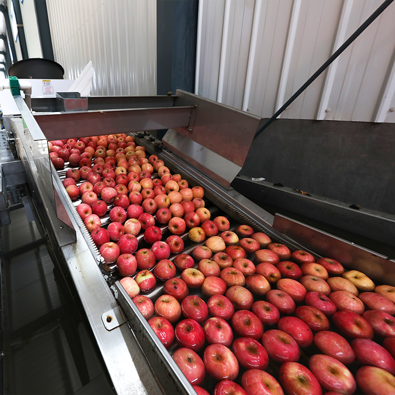 Apple Washing Sorting And Packing Line manufacturer, company, supplier ...